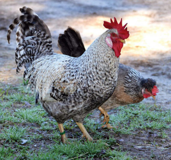 Crested Cream Legbar Chickens: Beautiful Blue Egg Layers - Backyard Poultry